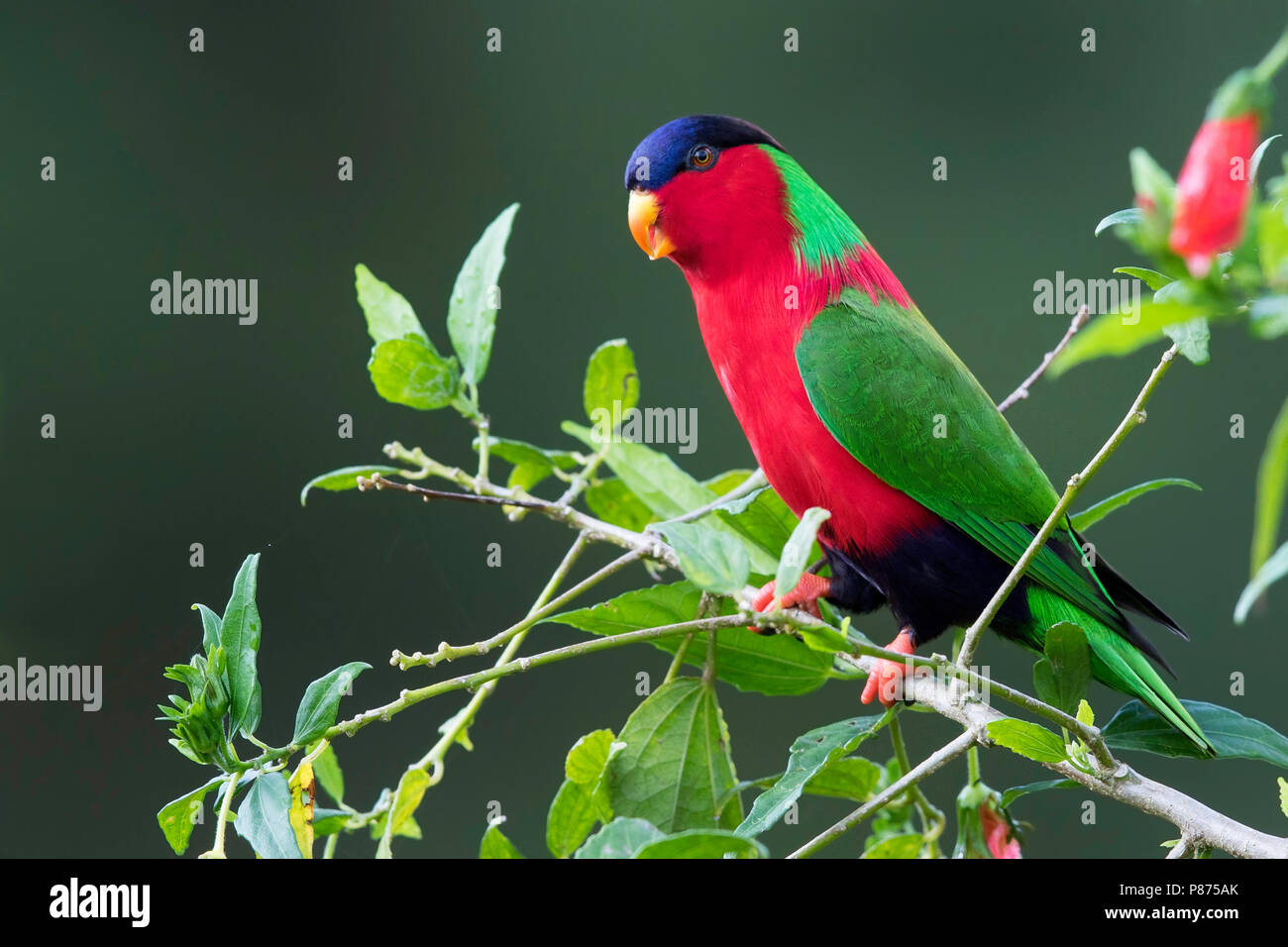 Collared Lory (Phigys solitarius), endemic to the islands of Fiji Stock ...