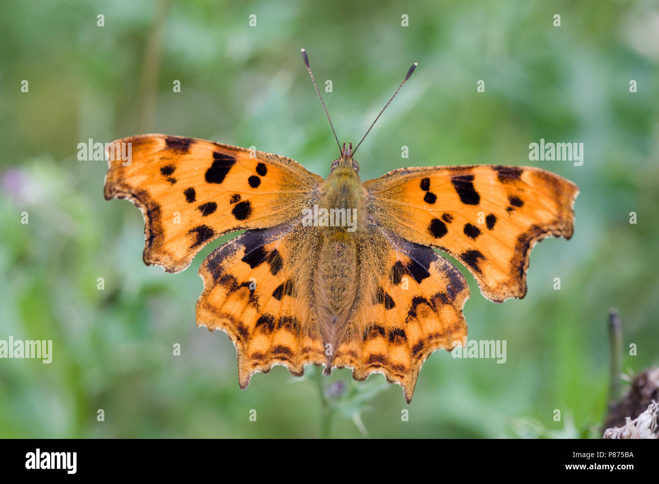 Comma butterfly, Polygonia c-album, UK Stock Photo - Alamy