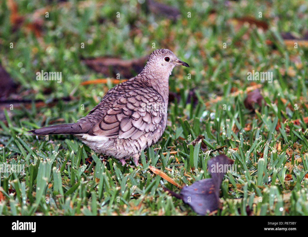 Inca Dove, Columbina inca Stock Photo - Alamy