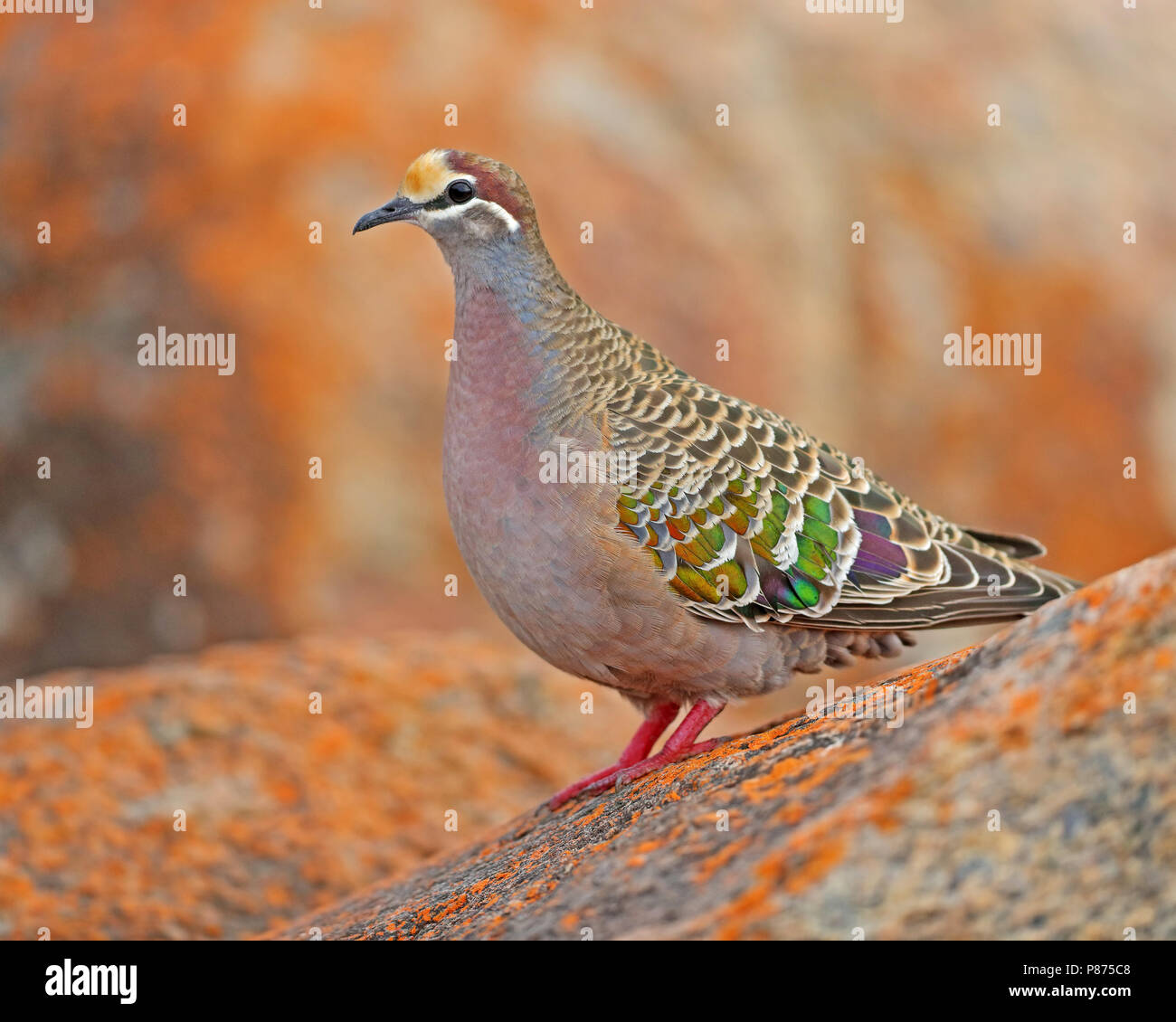 Bronsvleugelduif, Common Bronzewing, Phaps chalcoptera Stock Photo - Alamy