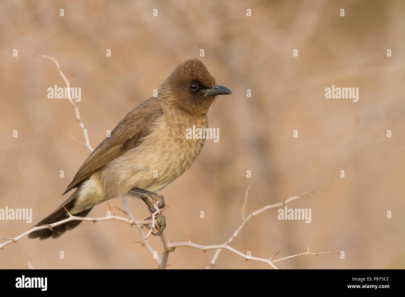 Common bulbul hi-res stock photography and images - Alamy