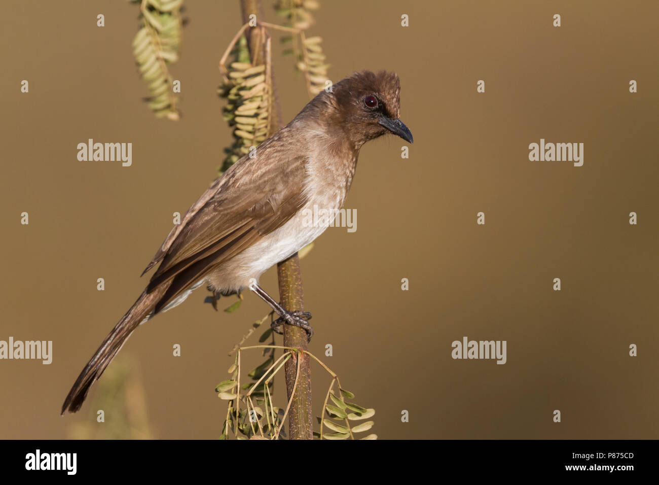 Common Bulbul - Graubülbül - Pycnonotus barbatus ssp. barbatus, Morocco ...