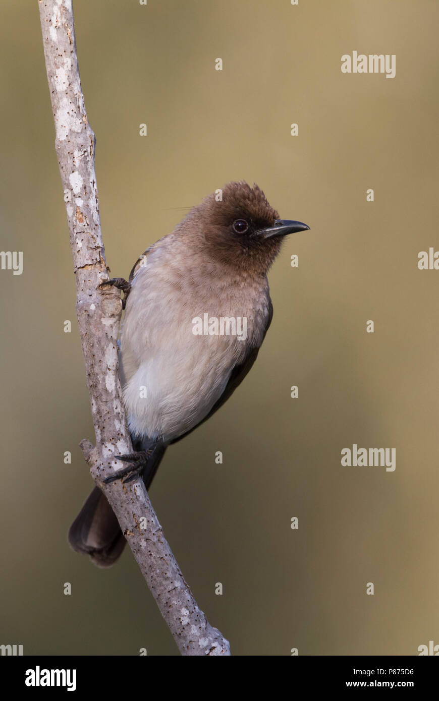 Common Bulbul - Graubülbül - Pycnonotus barbatus ssp. barbatus, Morocco ...