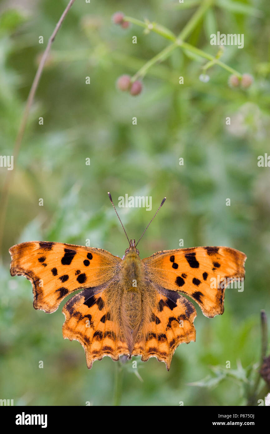 Coma butterfly hi-res stock photography and images - Alamy