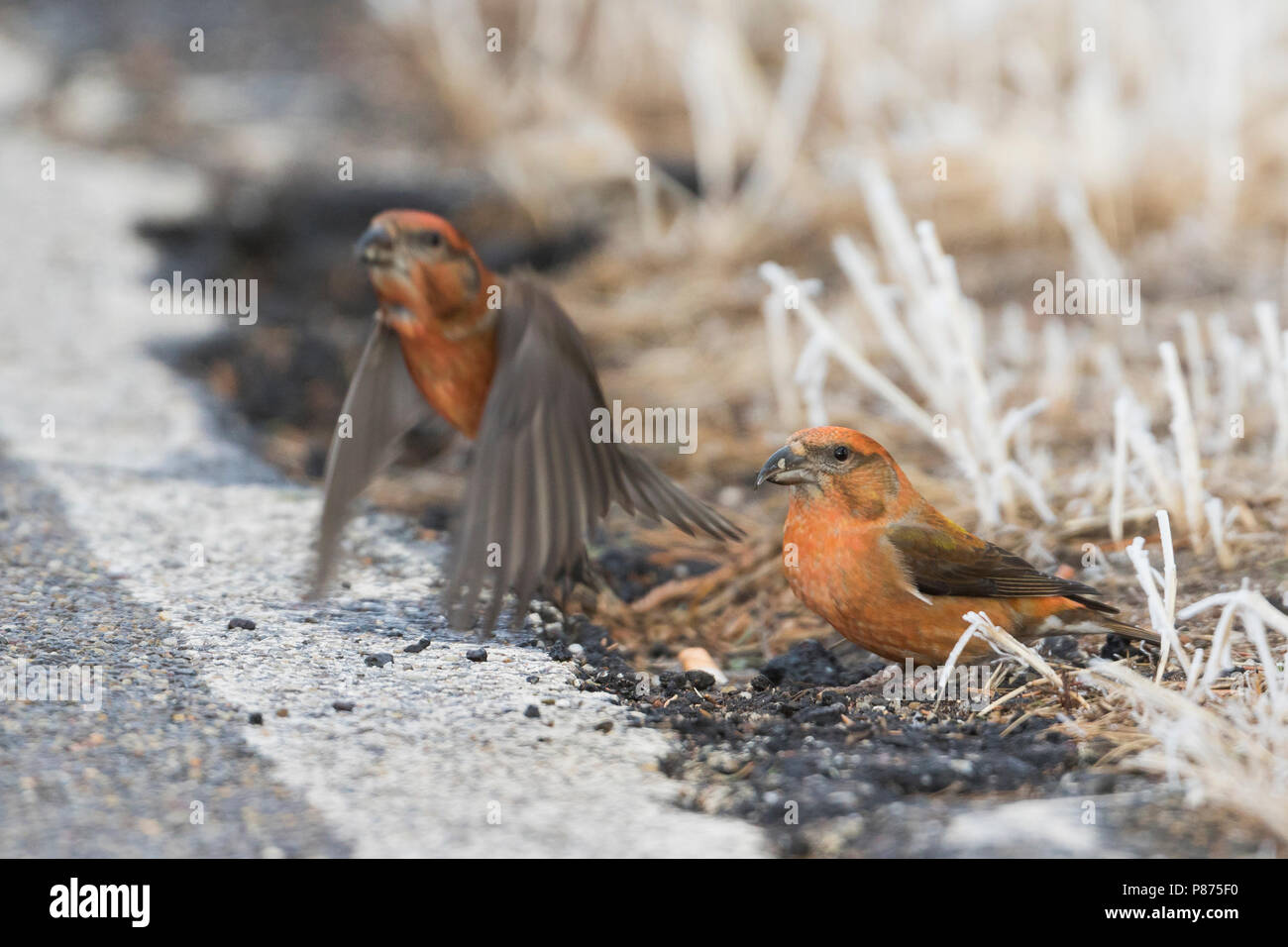 Phantom crossbill hi-res stock photography and images - Alamy