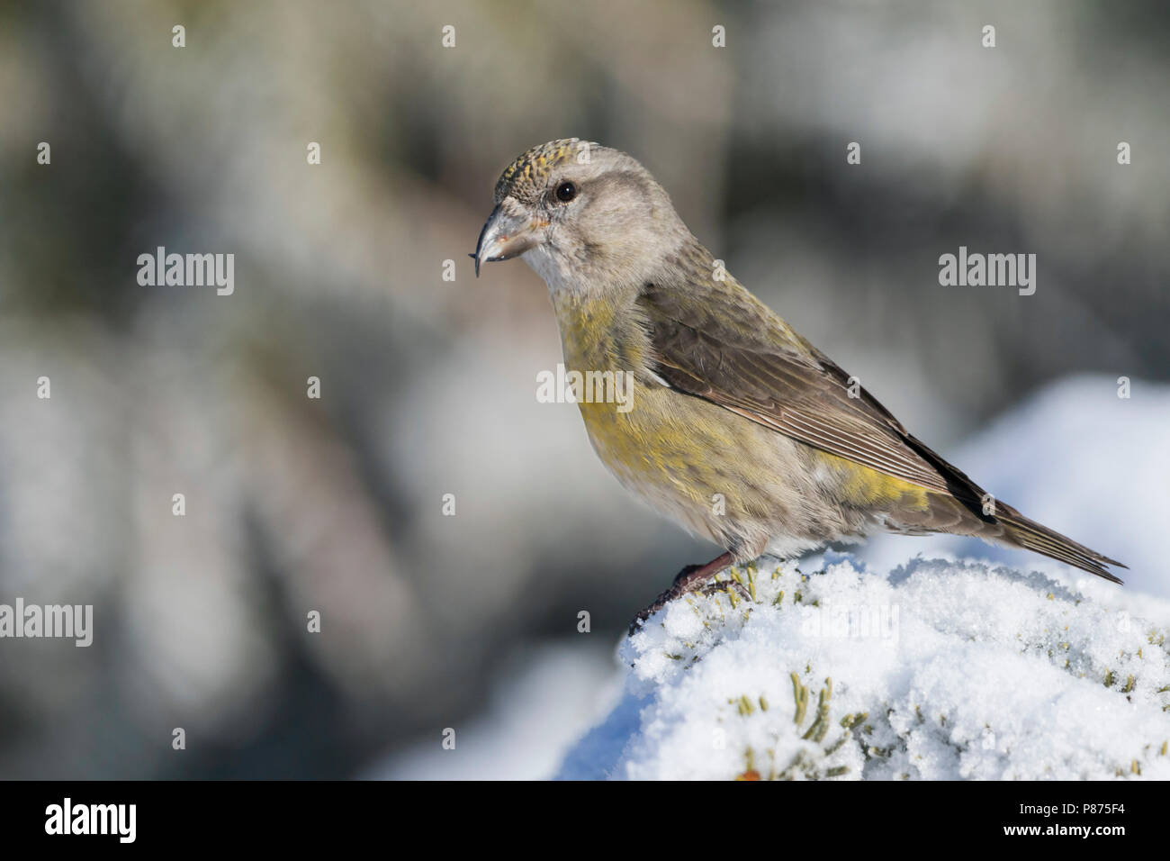 Phantom crossbill hi-res stock photography and images - Alamy