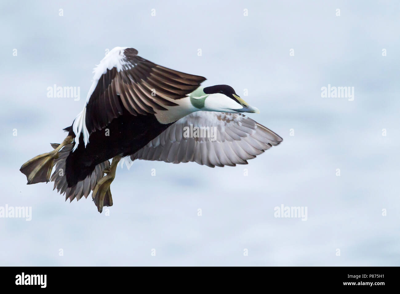 Eider comun hi-res stock photography and images - Alamy