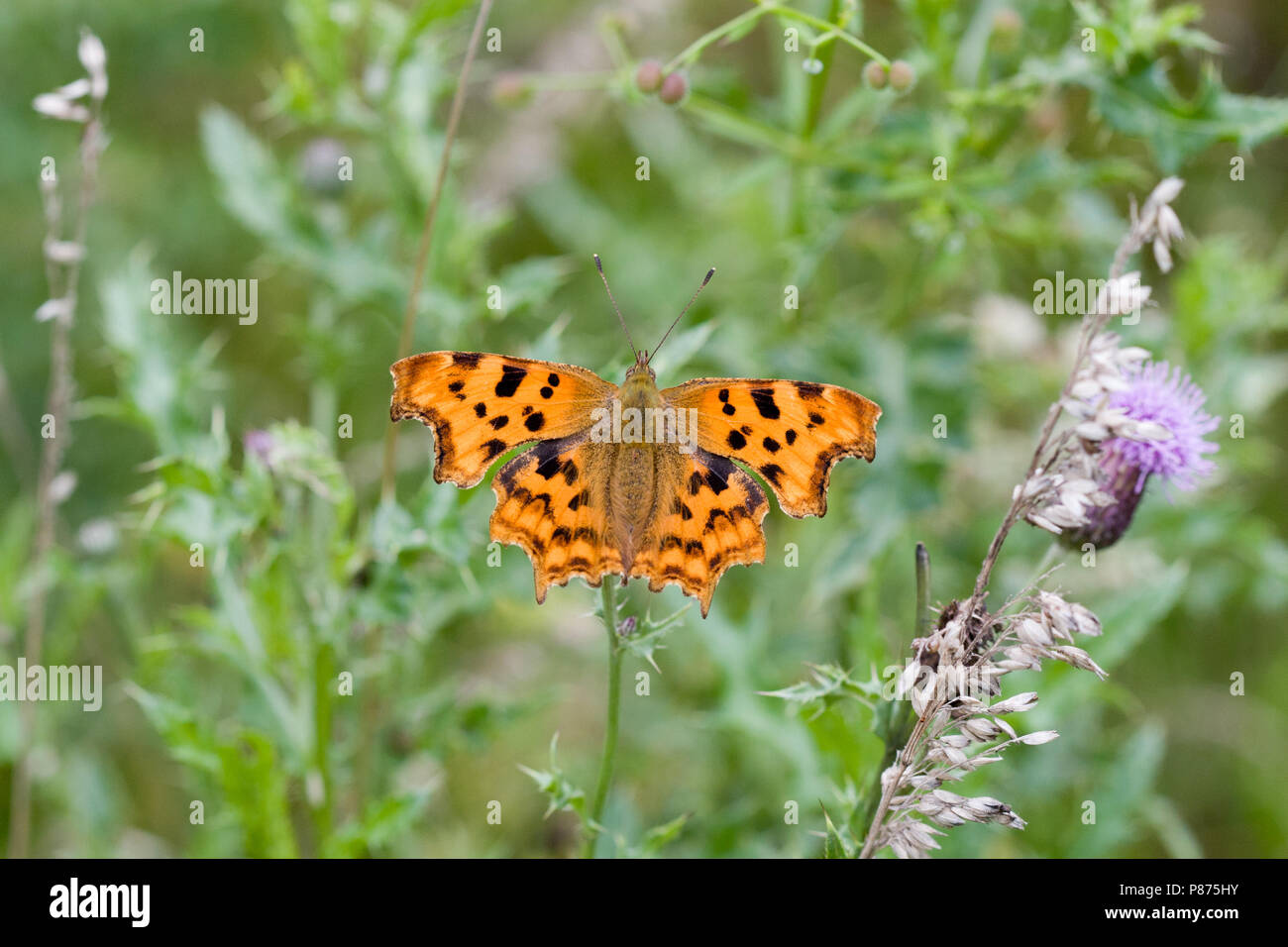 Comma butterfly, Polygonia c-album, UK Stock Photo - Alamy
