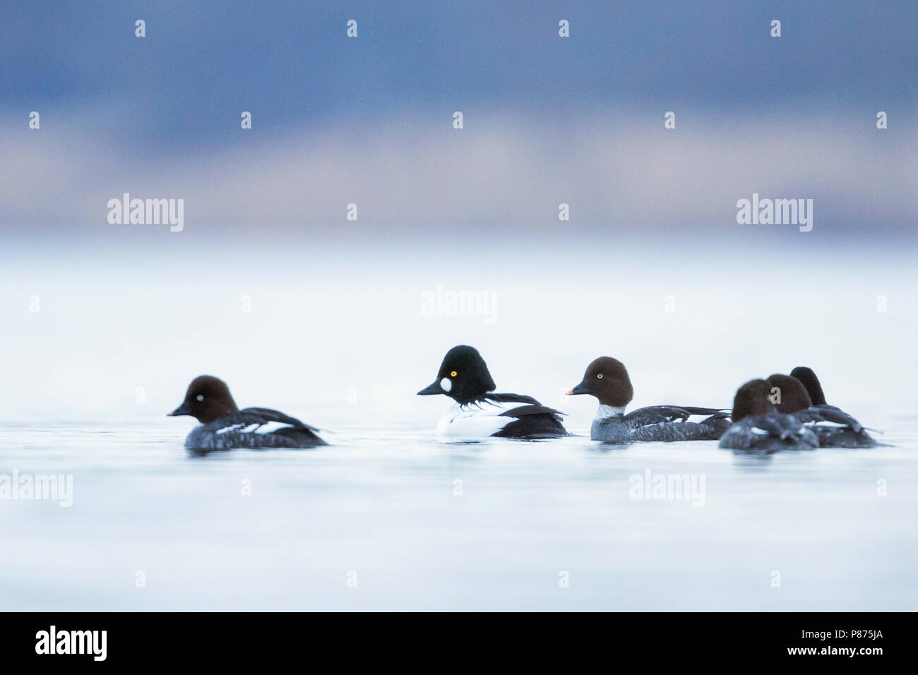 Common Goldeneye - Schellente - Bucephala clangula ssp. clangula ...