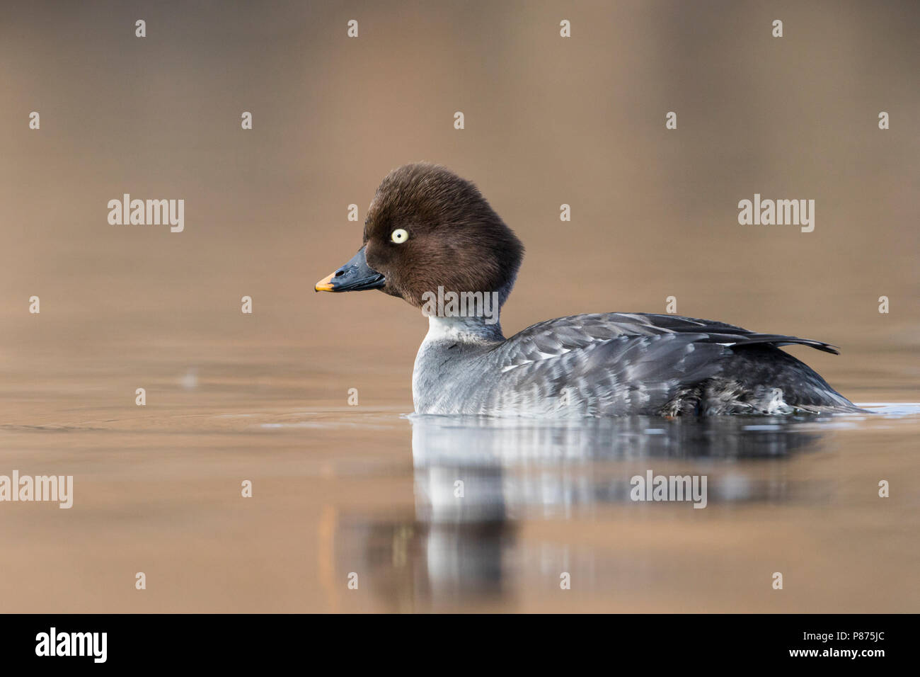 Common Goldeneye - Schellente - Bucephala clangula ssp. clangula ...