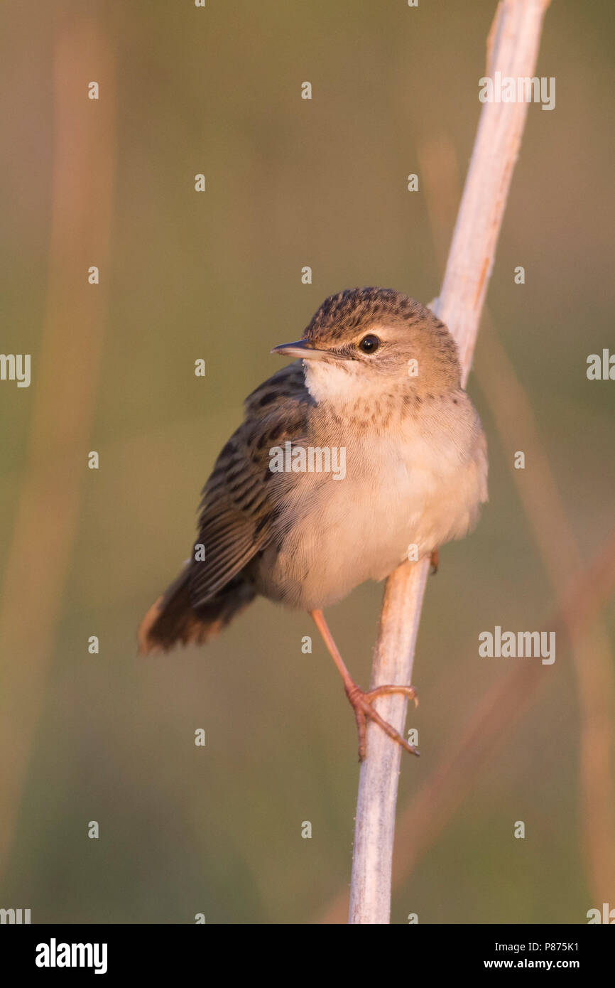 Common Grasshopper Warbler - Feldschwirl - Locustella naevia ssp ...