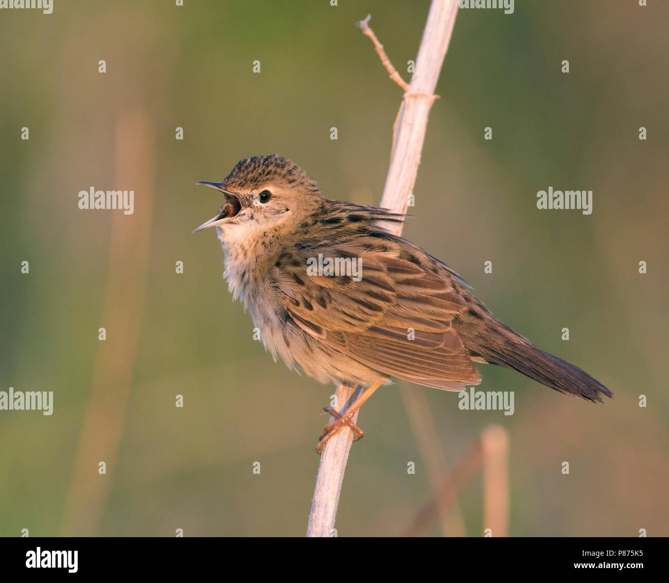 Common Grasshopper Warbler - Feldschwirl - Locustella naevia ssp ...