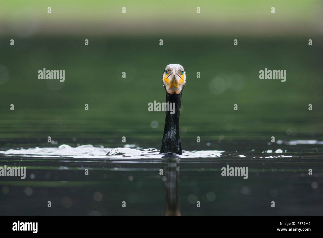 Common Great Cormorant - Kormoran - Phalacrocorax carbo ssp. sinensis ...