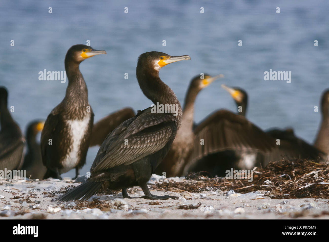 Kormorant High Resolution Stock Photography and Images - Alamy