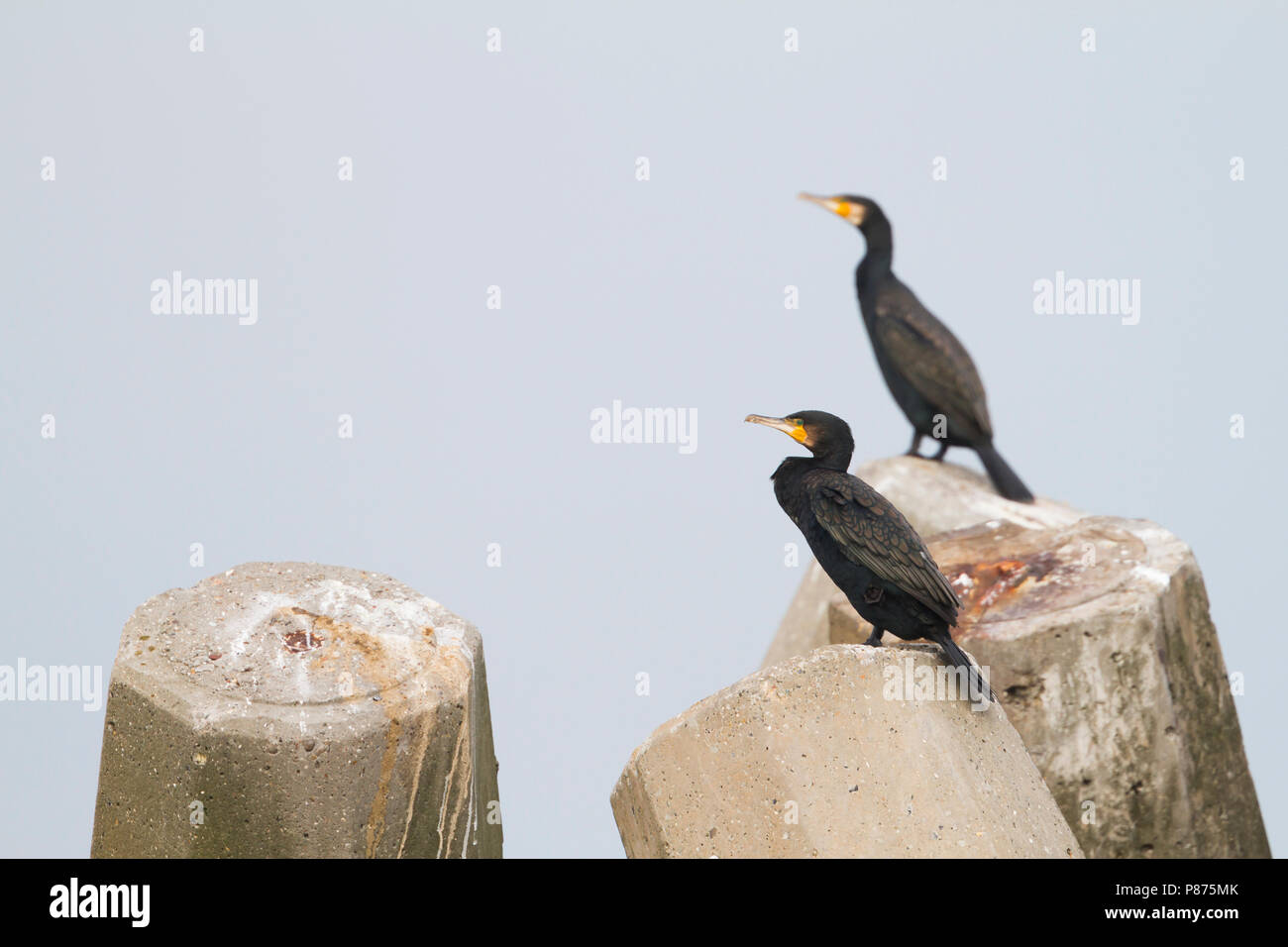 Great cormorant phalacrocorax carbo sinensis adult hi-res stock ...