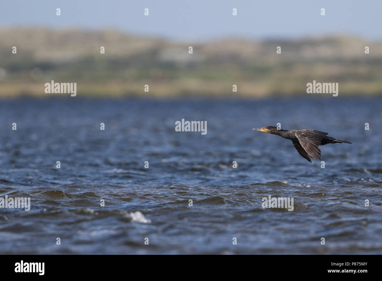 Common Great Cormorant - Kormoran - Phalacrocorax carbo ssp. sinensis ...