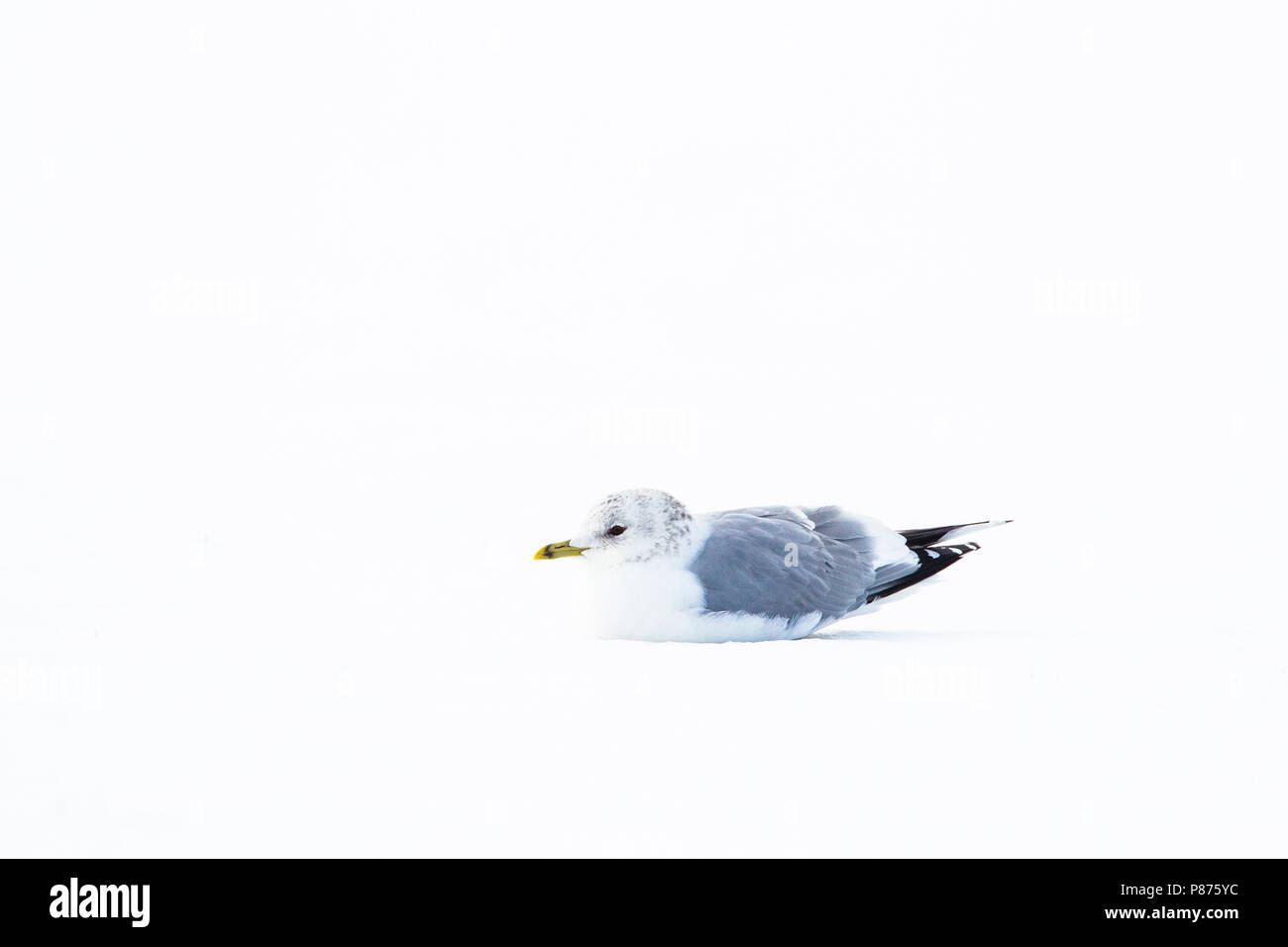 Stormmeeuw in de sneeuw Nederlands, Mew Gull in the snow Netherlands ...