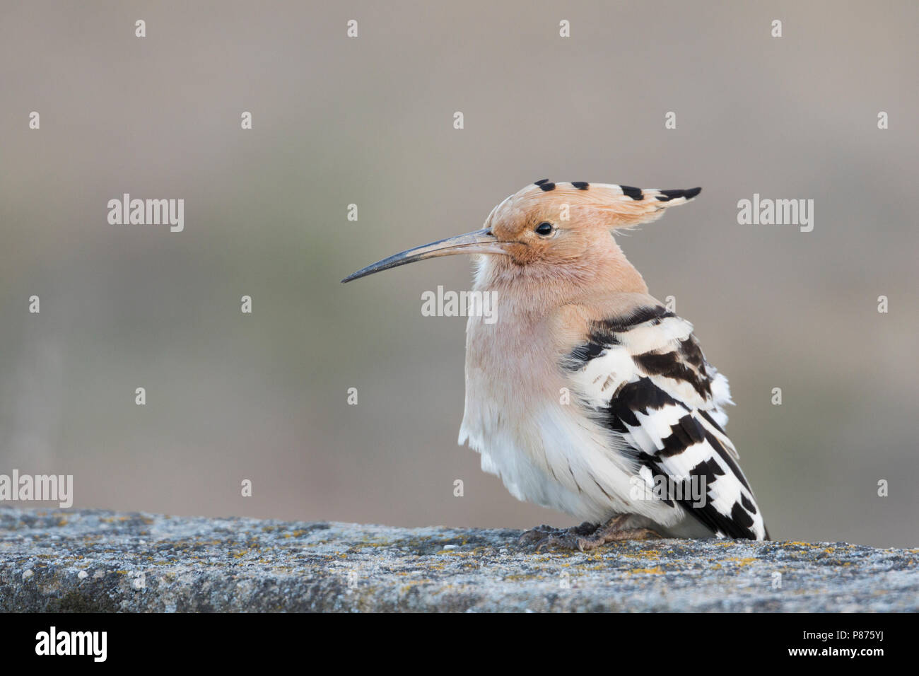 Common Hoopoe, hop, Upupa epops ssp. epops, Spain, adult Stock Photo ...