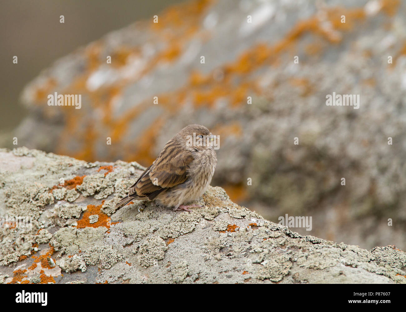 Juvenile Common Linnet (Carduelis cannabina bella) in breeding habitat ...