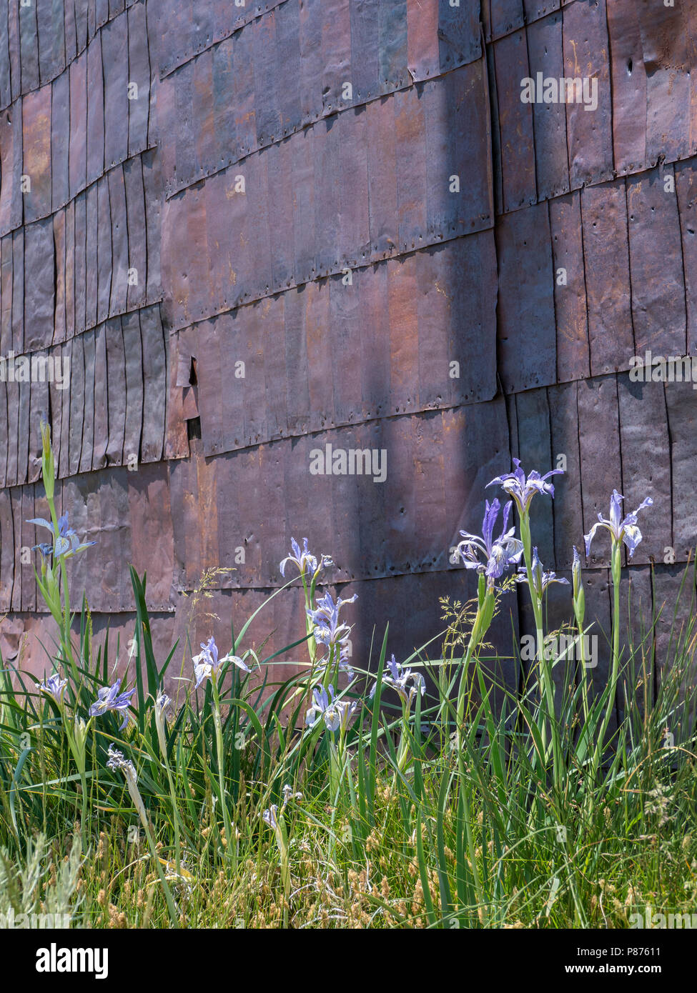Wild iris and metal-sheeted building wall, Bodie ghost town, Bodie State Historic Park ...