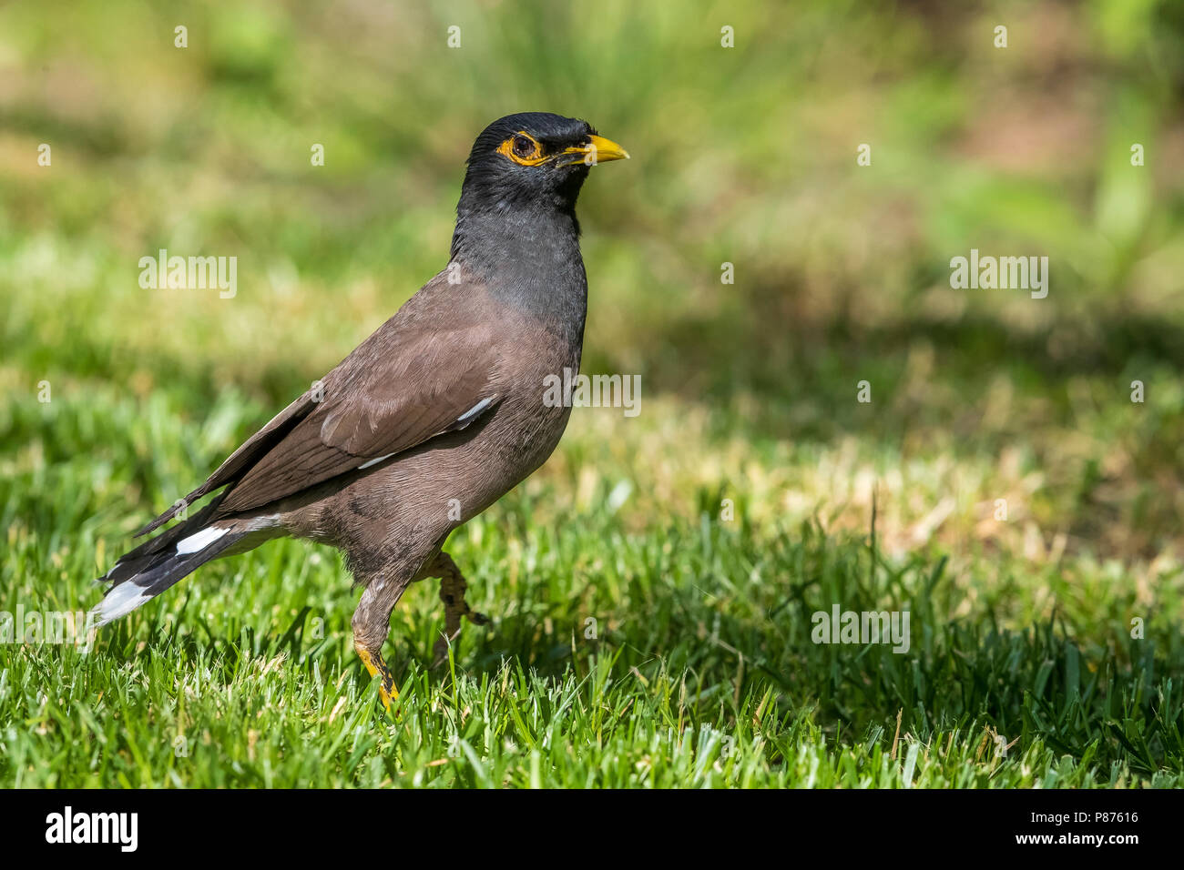 Common mynah hi-res stock photography and images - Alamy