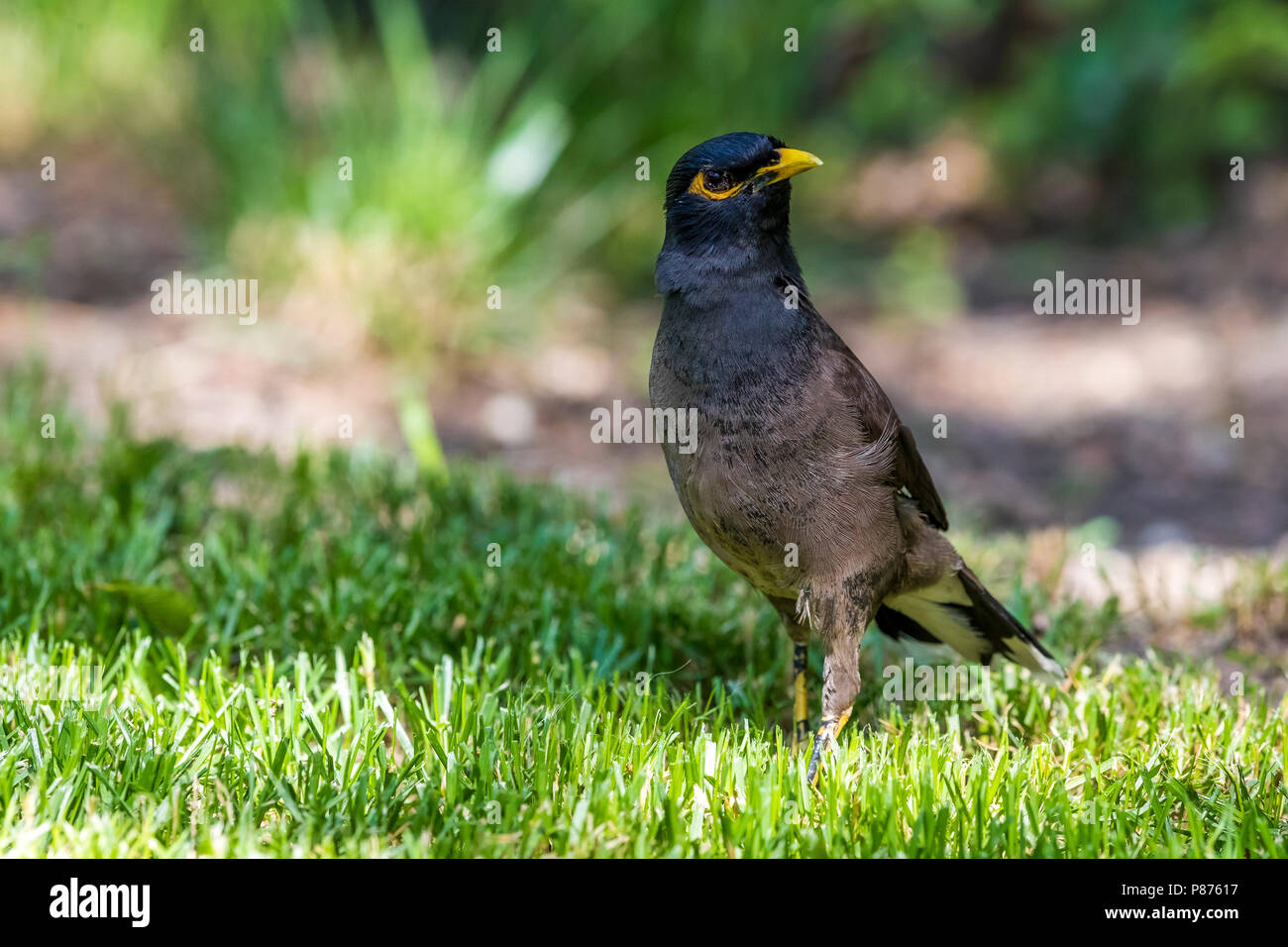 Common mynah hi-res stock photography and images - Alamy