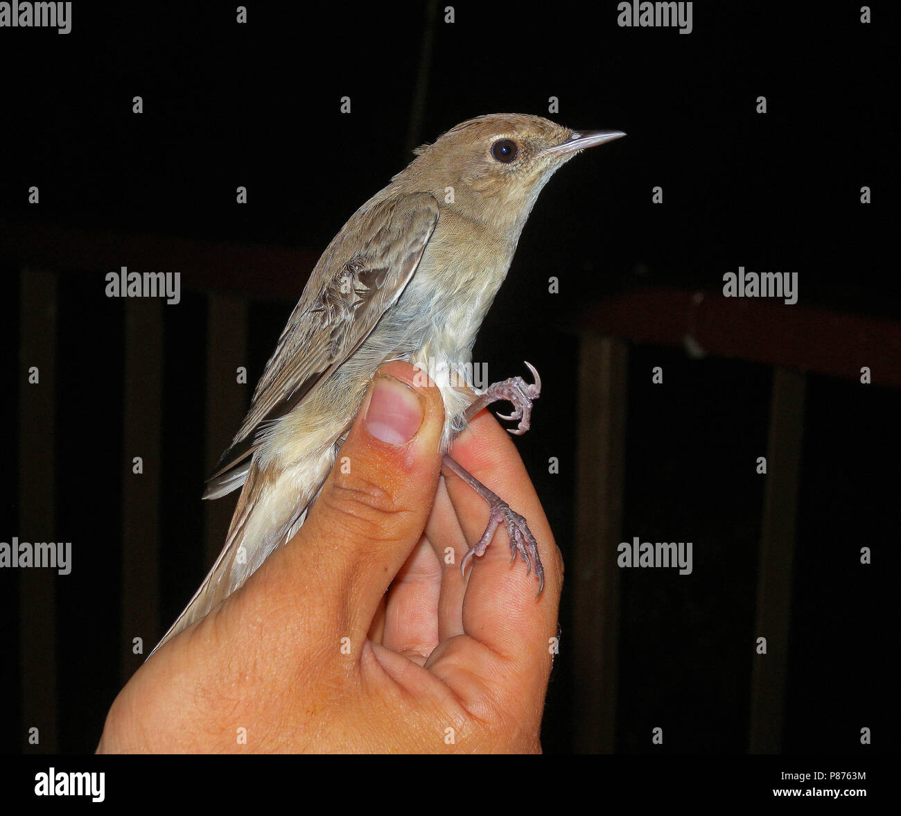 Nachtegaal, Common Nightingale, Luscinia megarhynchos Stock Photo - Alamy