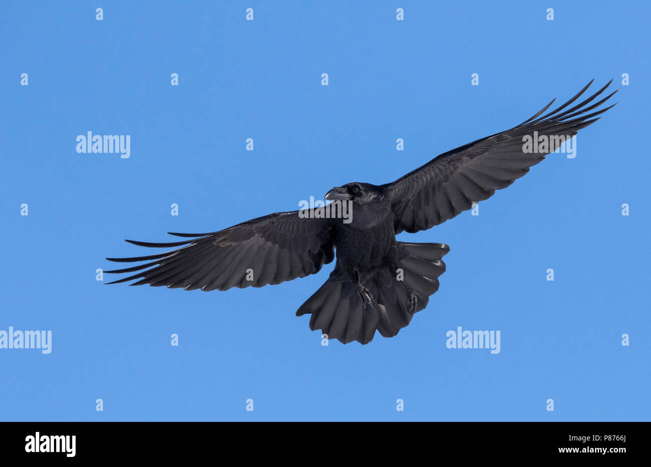 Common Raven - Kolkrabe - Corvus corax ssp. corax, Switzerland Stock ...