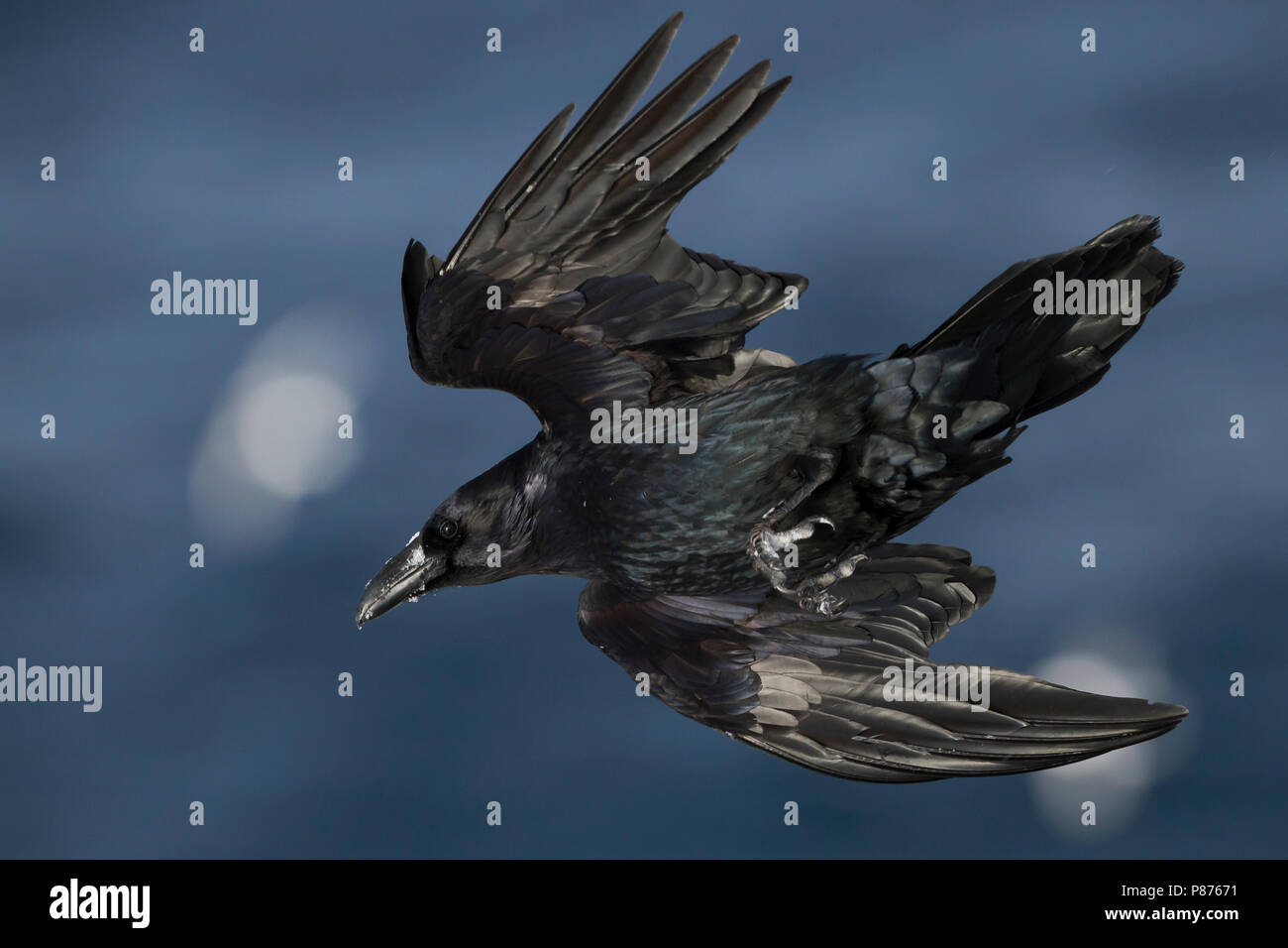 Norway raven hi-res stock photography and images - Alamy