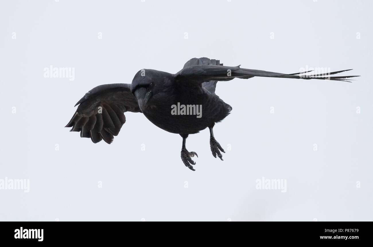 Common Raven, Raaf, Corvus corax ssp. corax, Norway Stock Photo - Alamy