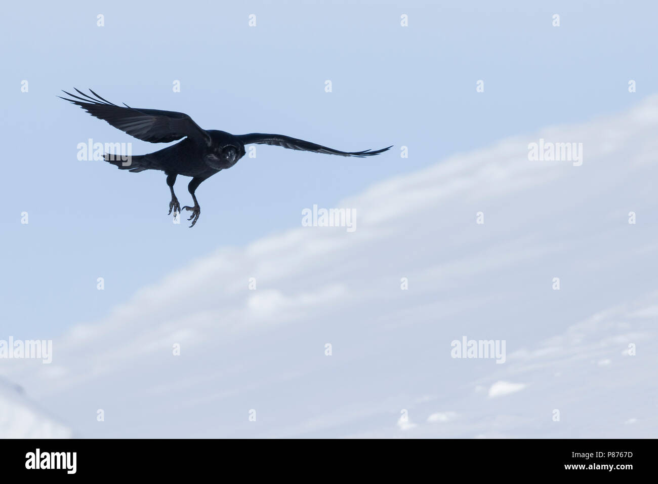 Common Raven - Kolkrabe - Corvus corax ssp. corax, Switzerland Stock ...
