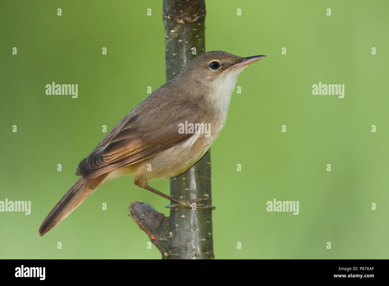 Common Reed Warbler - Teichrohrsänger - Acrocephalus scirpaceus ssp ...