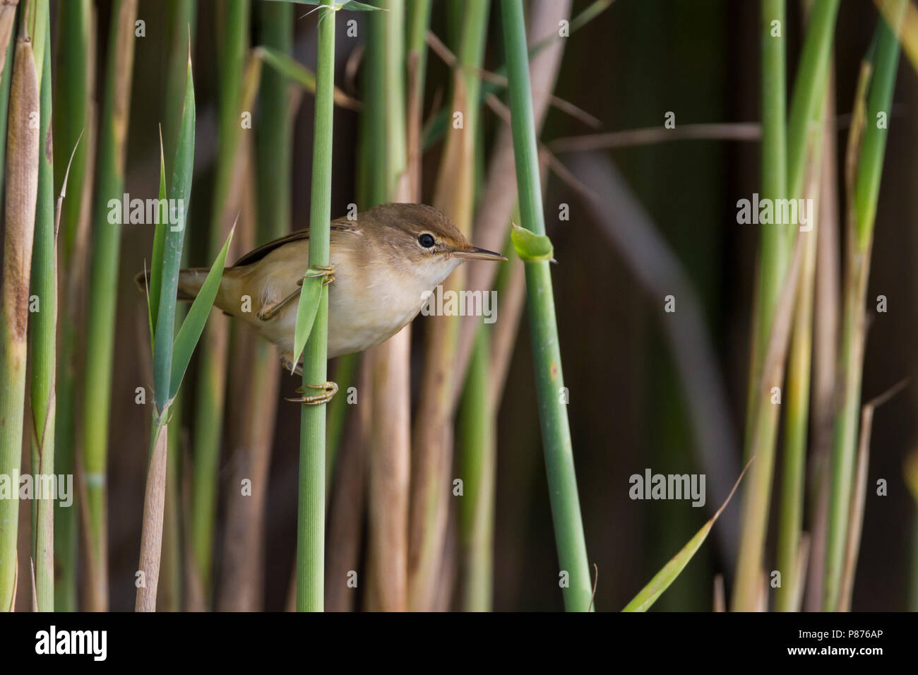 Common Reed Warbler - Teichrohrsänger - Acrocephalus scirpaceus ssp ...