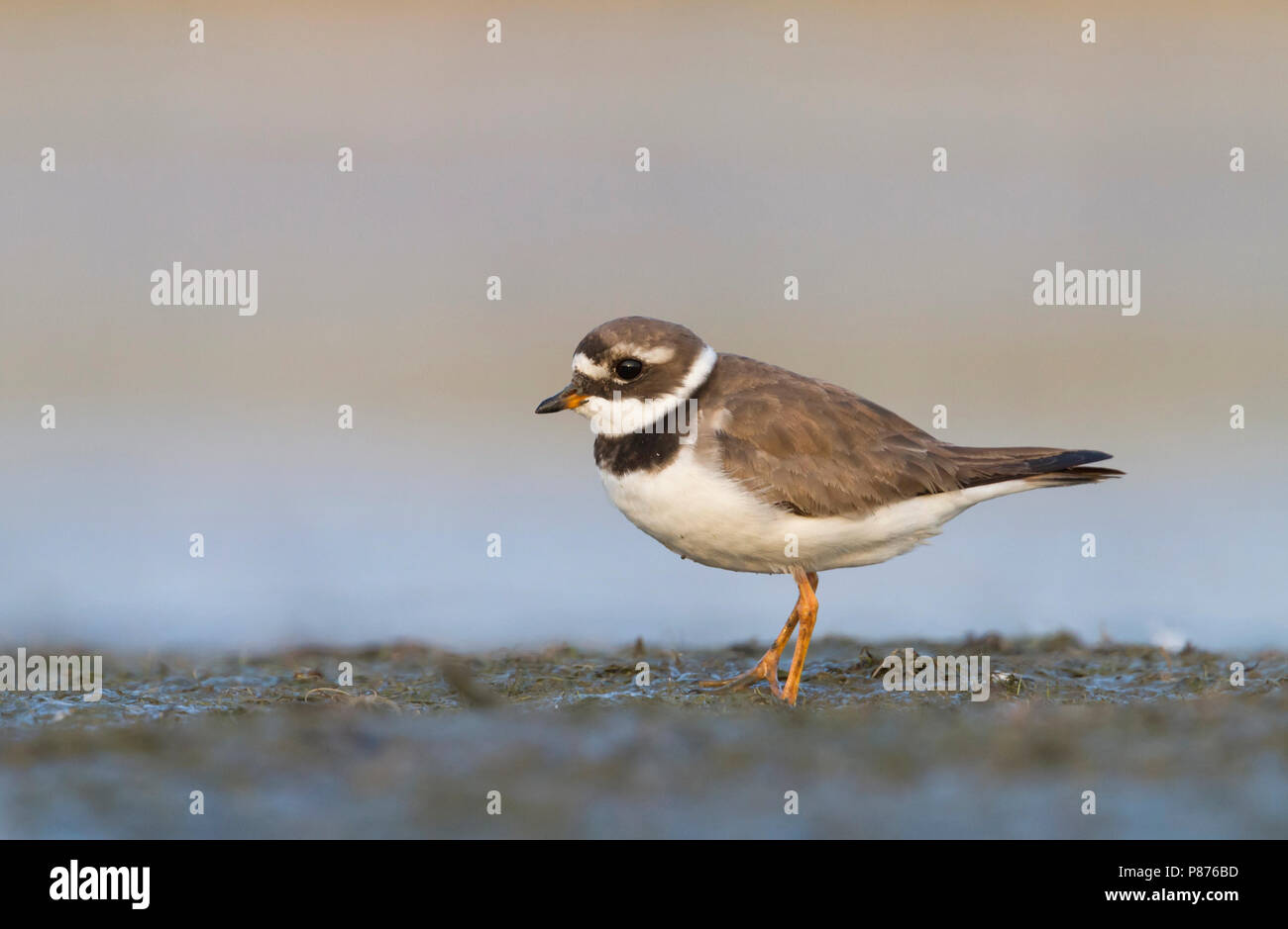 Common Ringed Plover - Sandregenpfeifer - Charadrius hiaticula, Germany ...