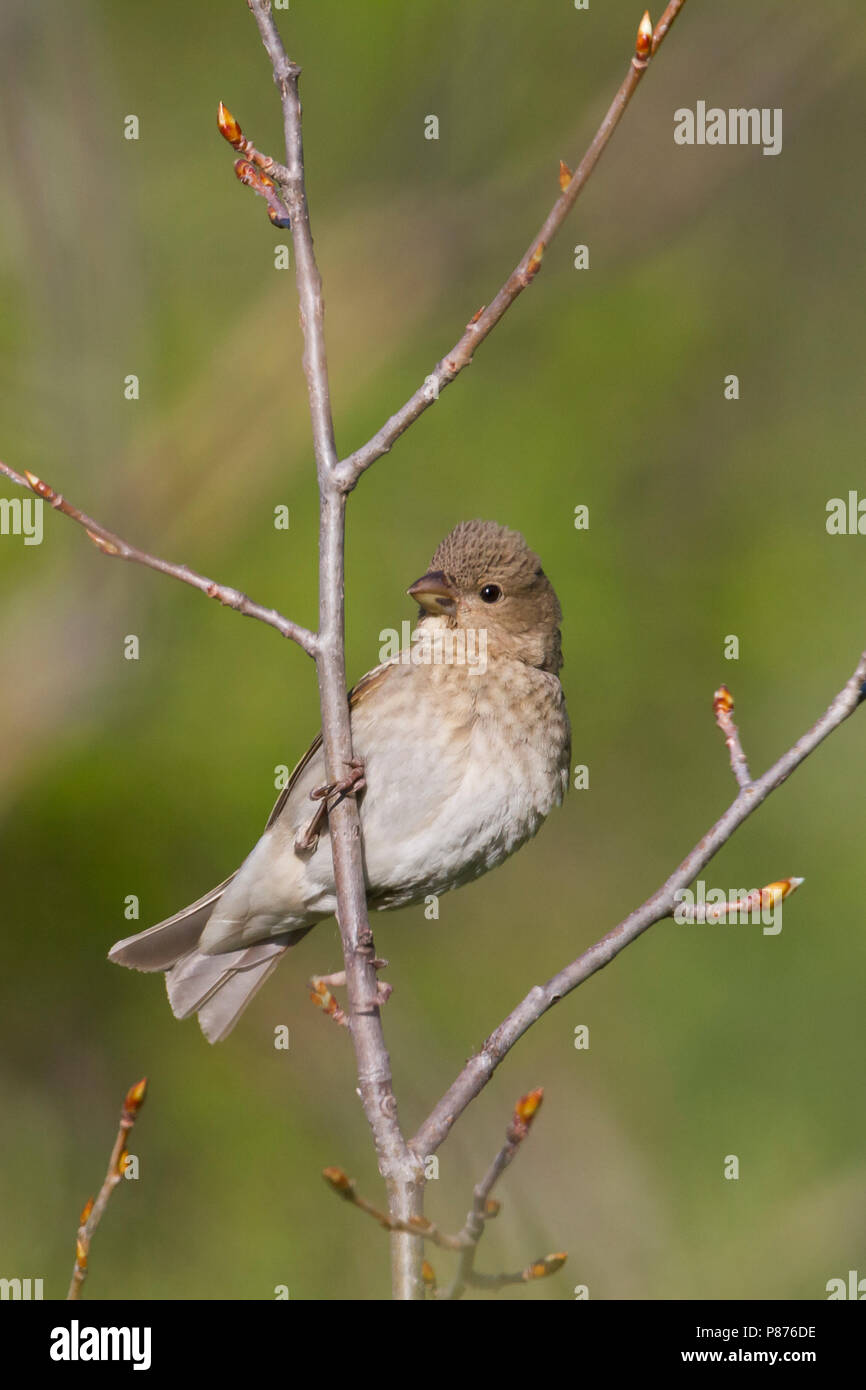 Carpodacus erythrinus ferghanensis hi-res stock photography and images ...