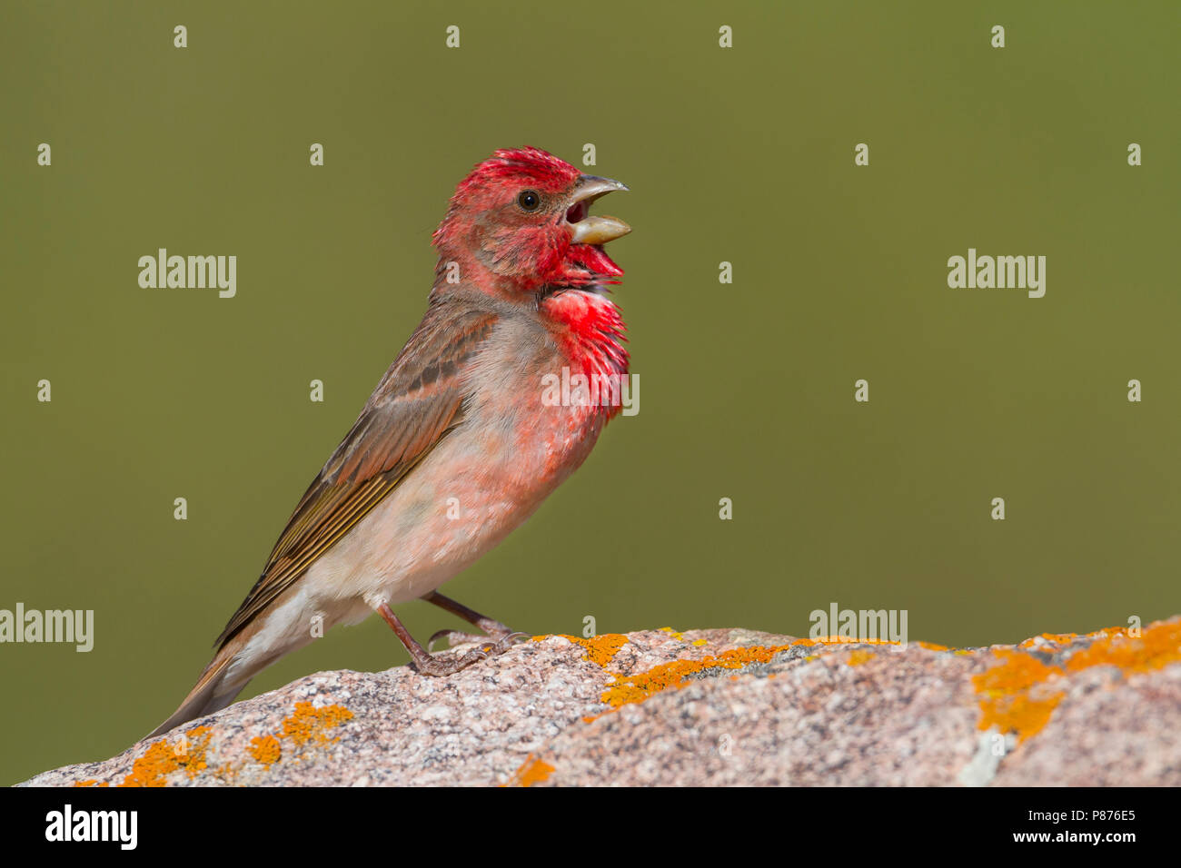 Common Rosefinch - Karmingimpel - Carpodacus erythrinus ssp ...