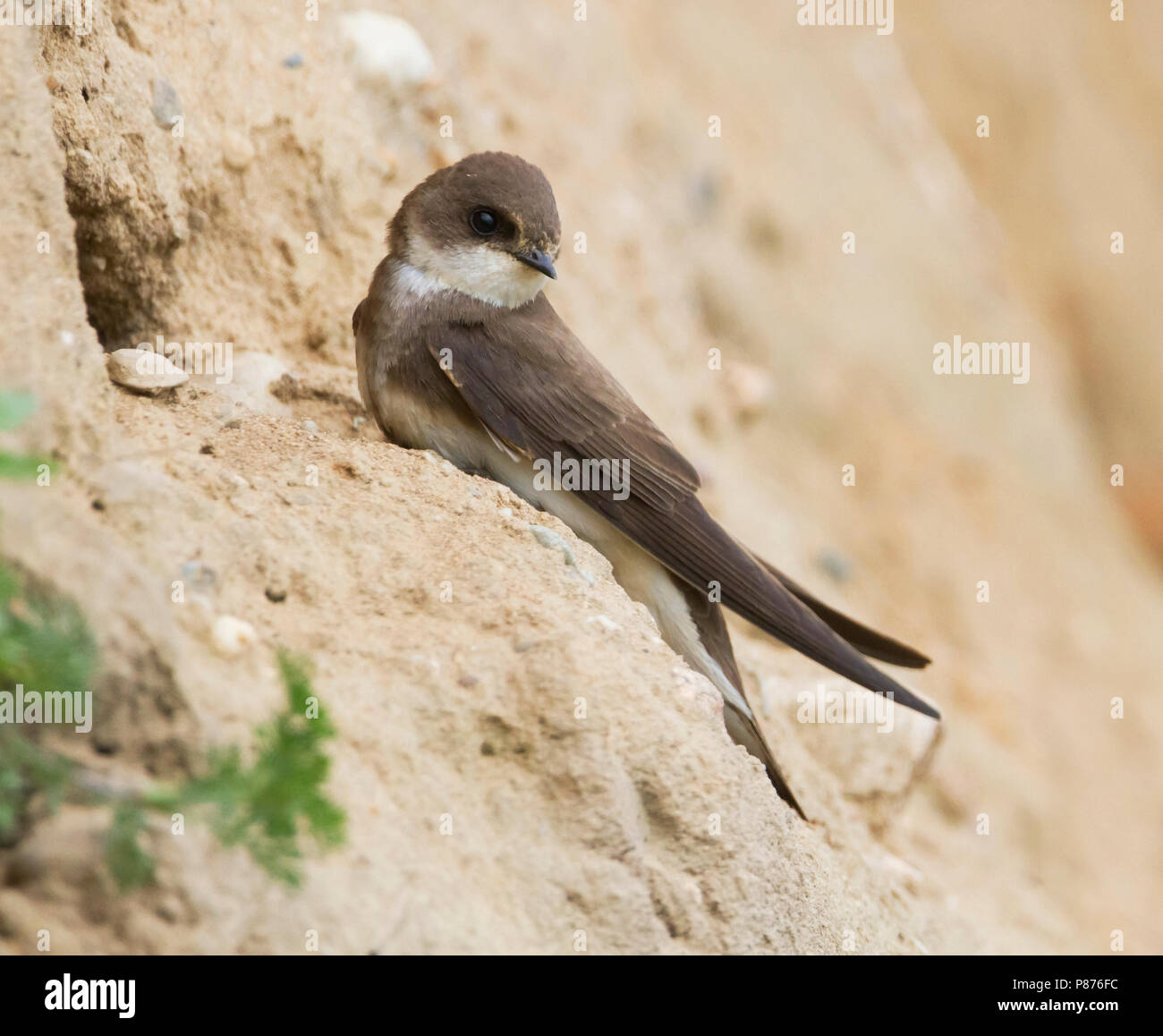 Common Sand Martin - Uferschwalbe - Riparia riparia ssp. riparia ...