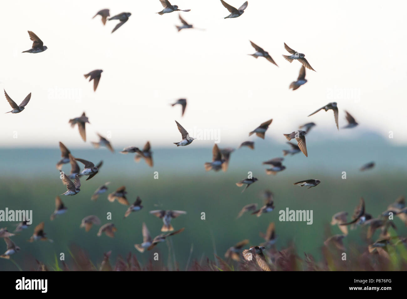 Sand martin bird hi-res stock photography and images - Alamy