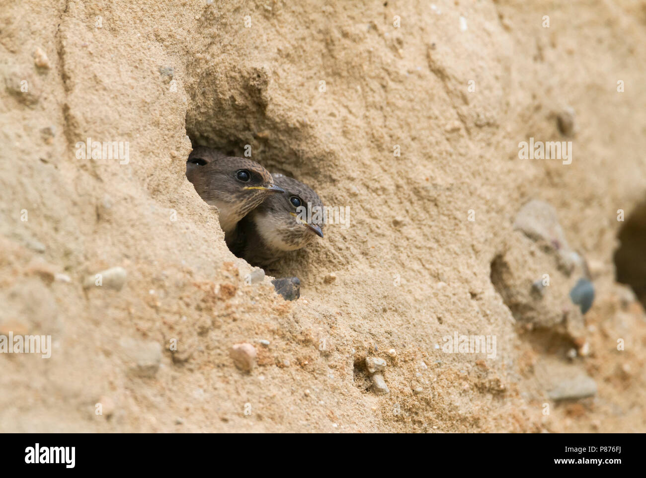 Common Sand Martin - Uferschwalbe - Riparia riparia ssp. riparia ...