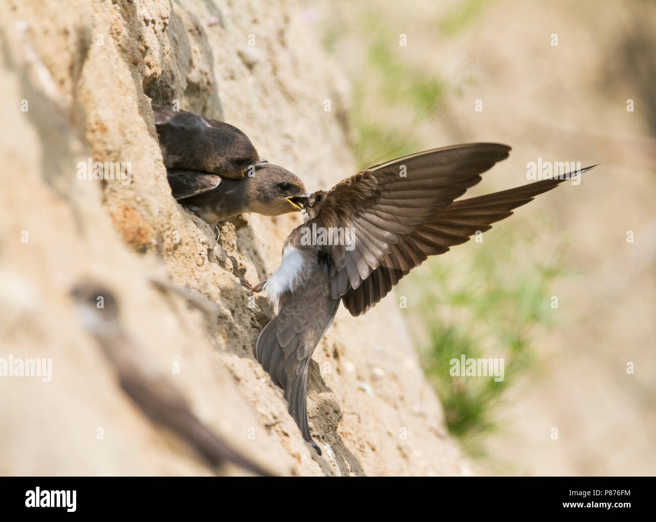 Common Sand Martin - Uferschwalbe - Riparia riparia ssp. riparia ...