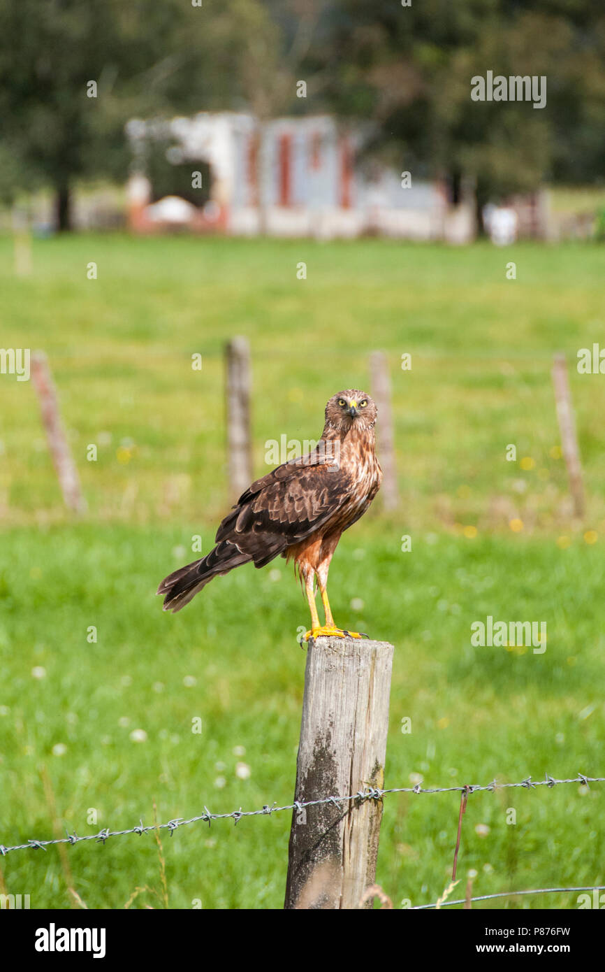 New Zealand Falcon Stock Photo - Alamy
