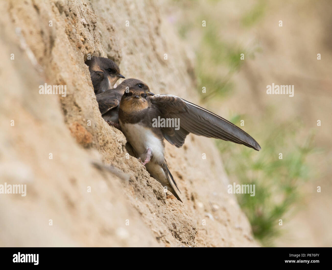 Common Sand Martin - Uferschwalbe - Riparia riparia ssp. riparia ...