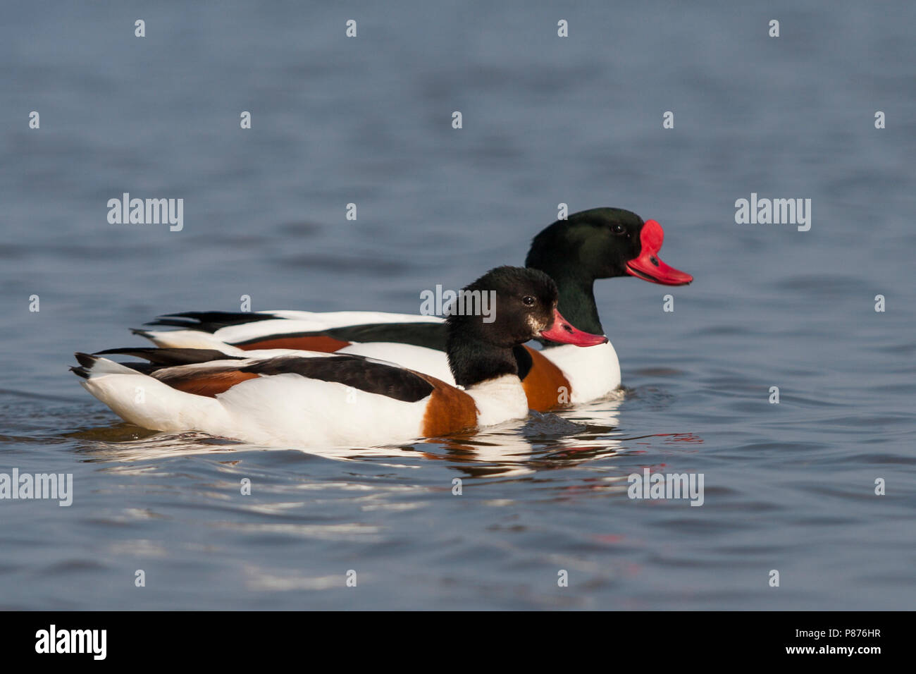Common Shelduck - Brandgans - Tadorna tadorna, Germany, adult, female ...