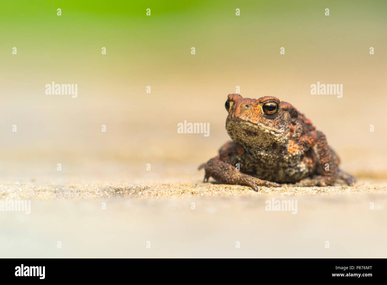 Gewone pad hi-res stock photography and images - Alamy