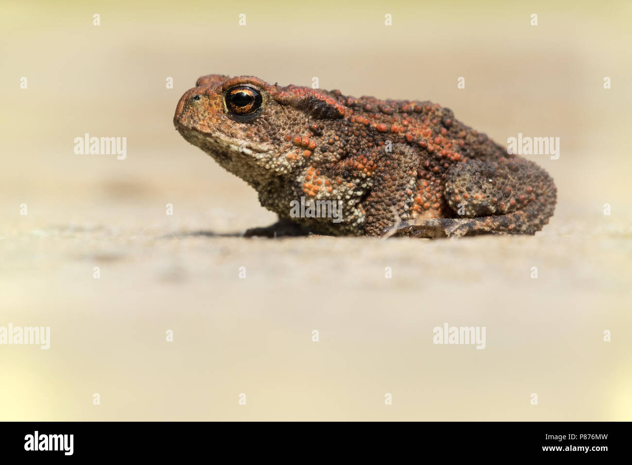 Gewone pad hi-res stock photography and images - Alamy