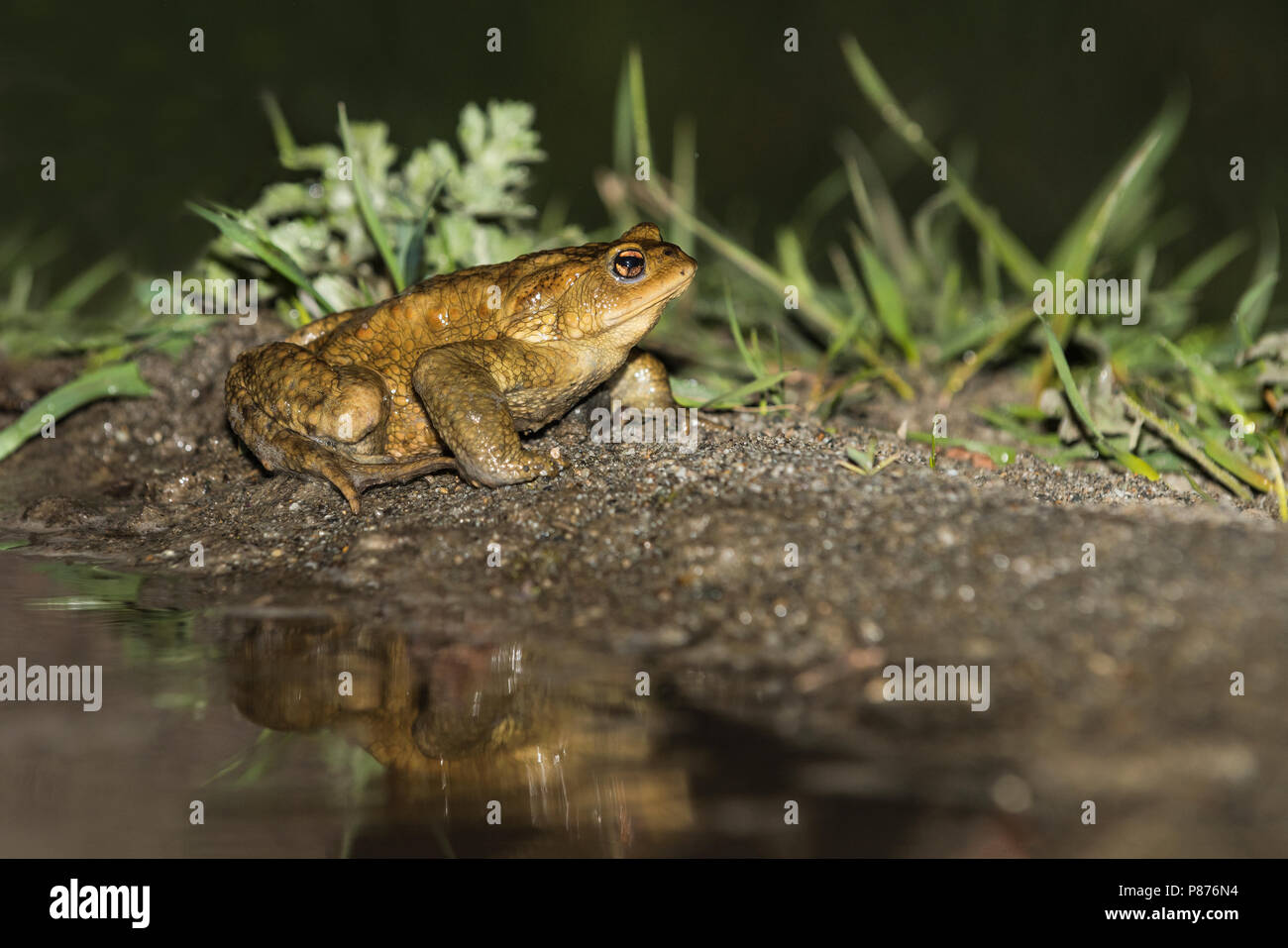 Common Toad, Gewone Pad Stock Photo - Alamy