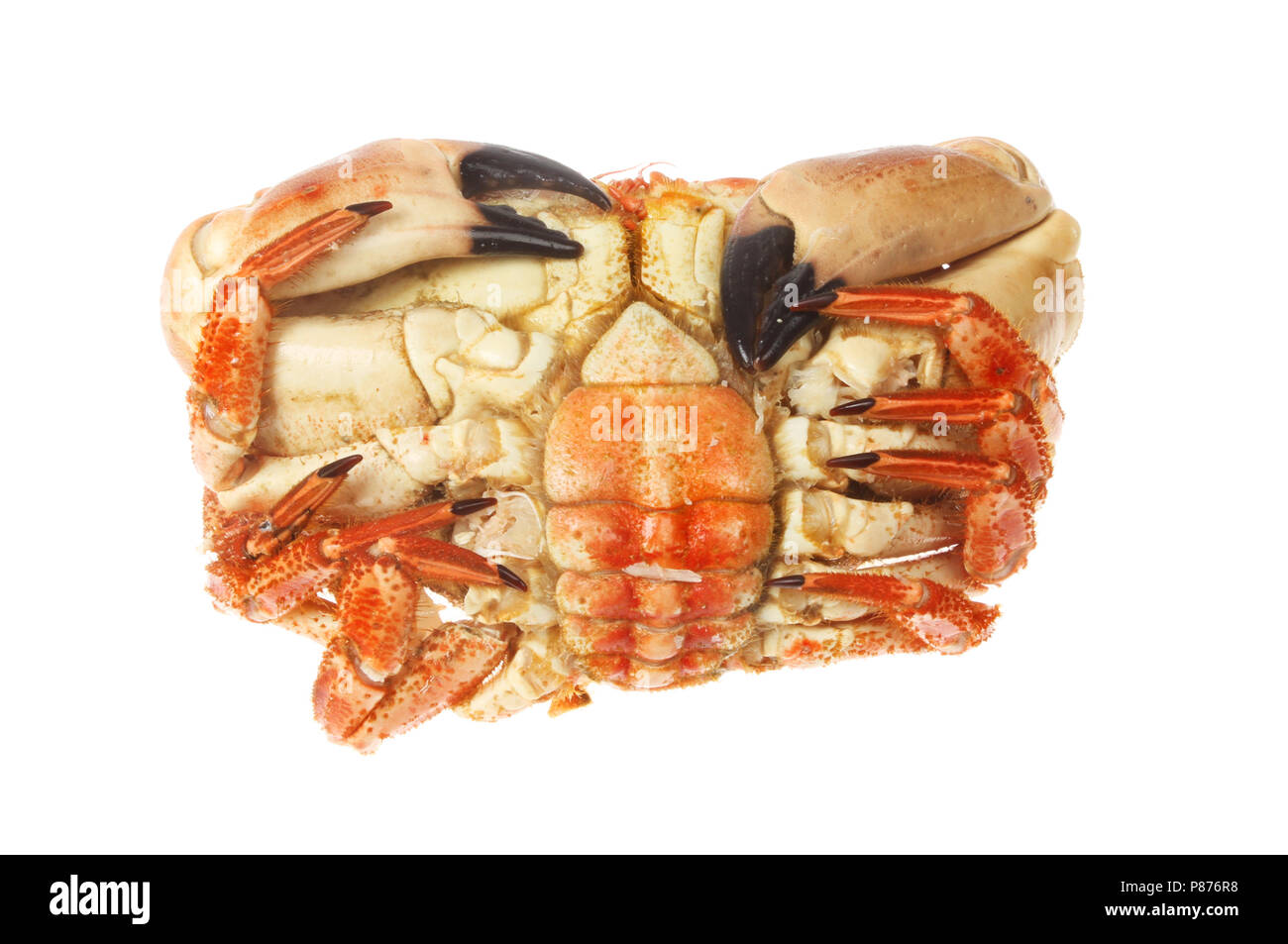 Underside view of a cooked brown crab isolated against white Stock ...