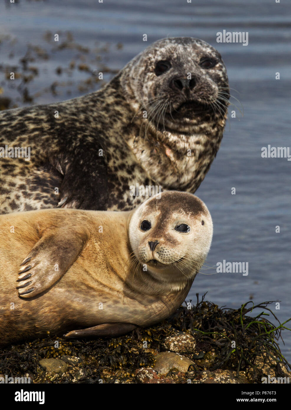 Gewone zeehond hi-res stock photography and images - Alamy