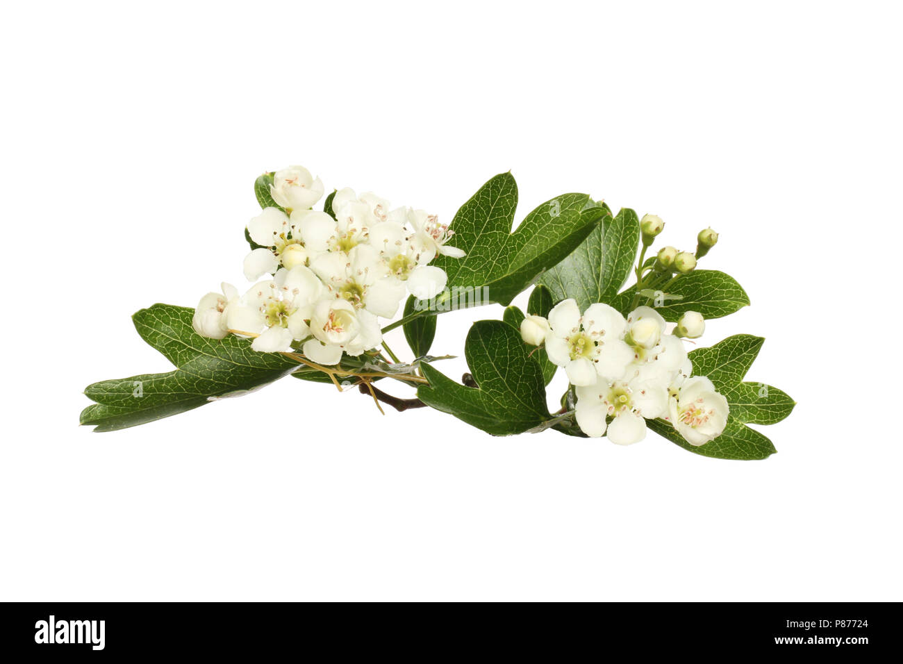 May flowers and foliage isolated against white Stock Photo - Alamy