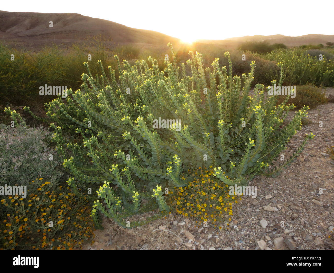 Desert in bloom hi-res stock photography and images - Alamy